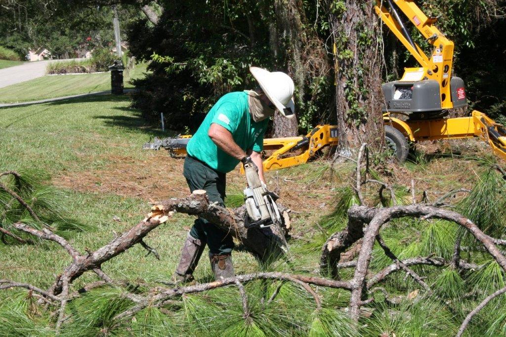 Tree Cutting Service Citrus County, Tree Trimming Citrus Hills, Tree ...